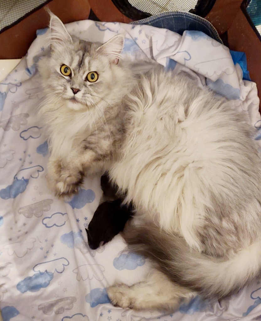 Available Cats – Carol's Cottage Cattery